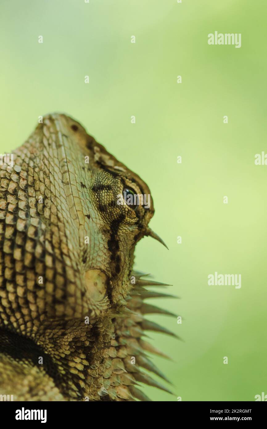 Yellow lizards on trees are colorful in harmony with nature Stock Photo ...