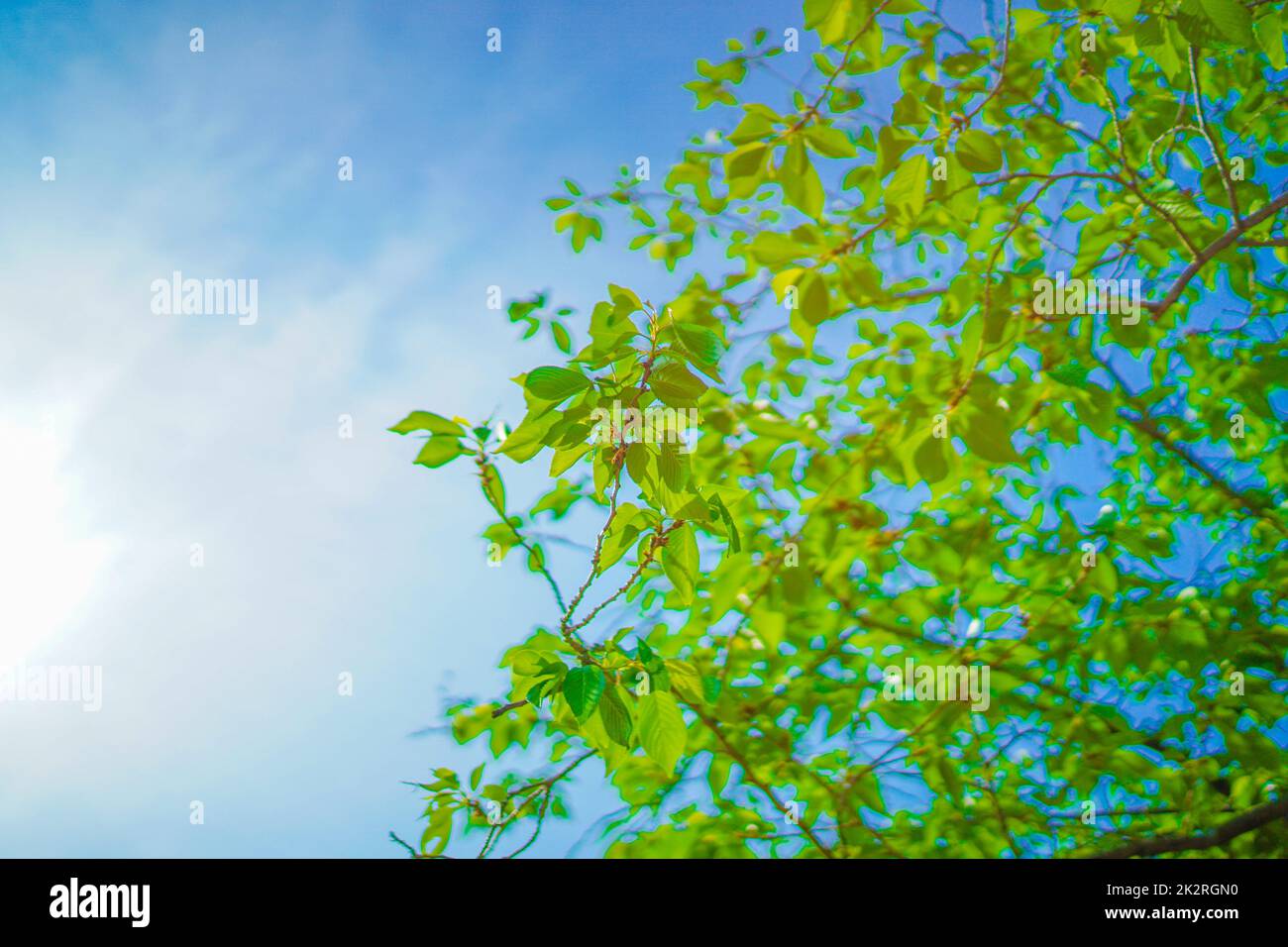 Image of fresh greenery and sunbeams Stock Photo - Alamy