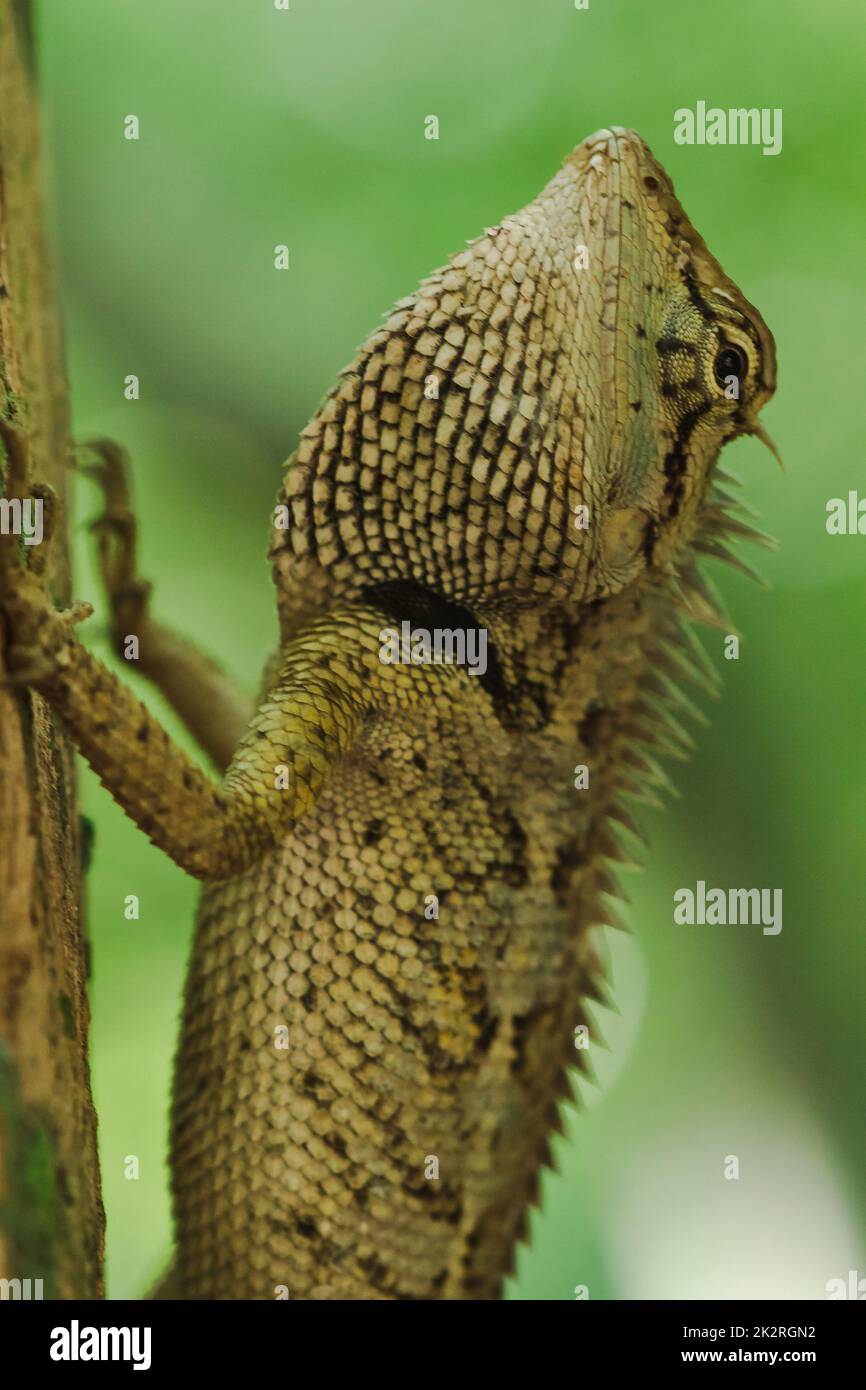 Yellow lizards on trees are colorful in harmony with nature Stock Photo ...