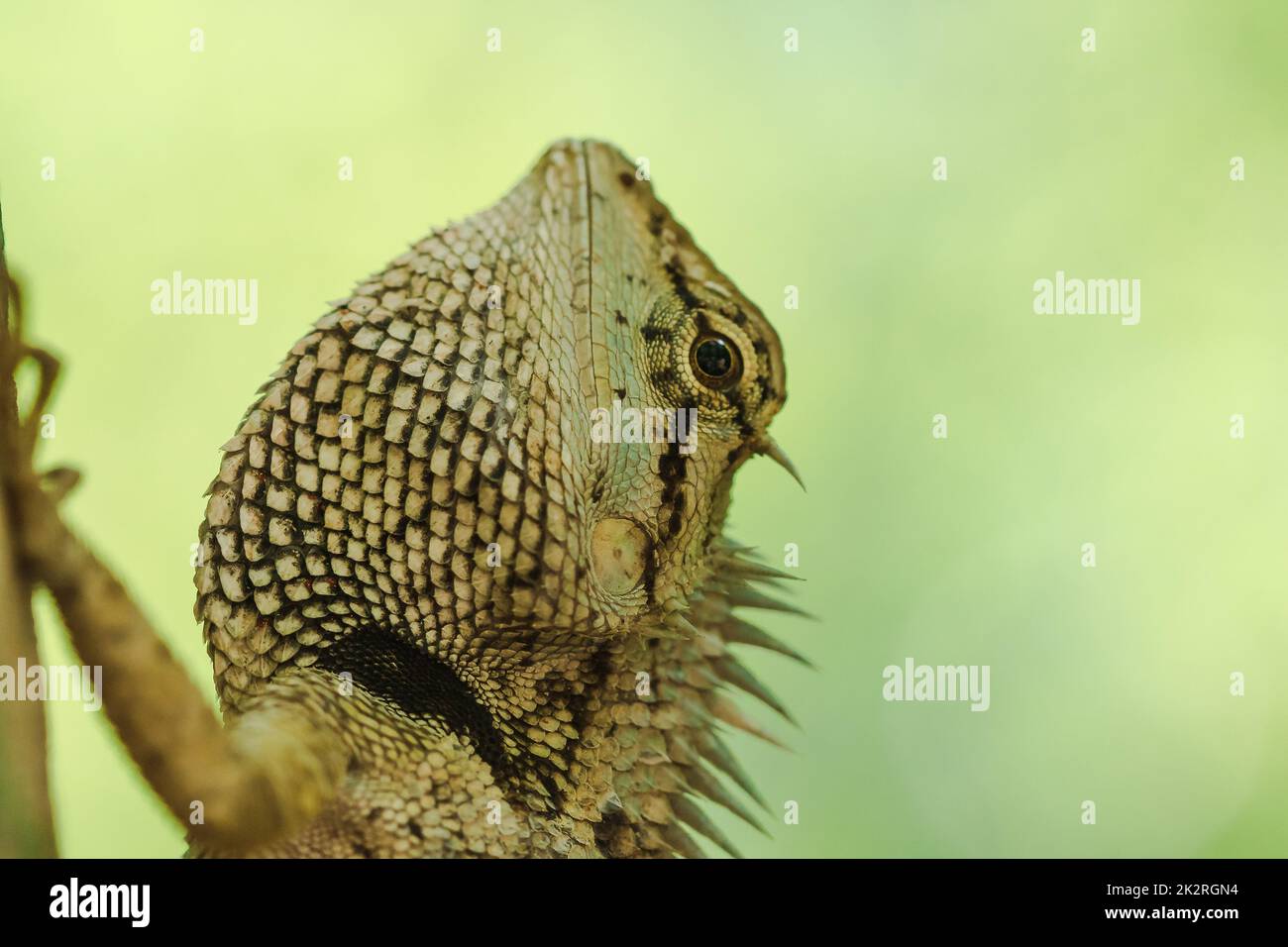Yellow lizards on trees are colorful in harmony with nature Stock Photo ...