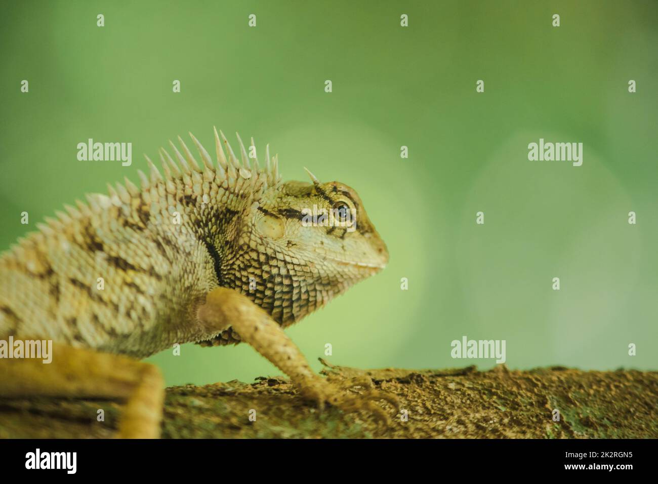 Yellow lizards on trees are colorful in harmony with nature Stock Photo ...