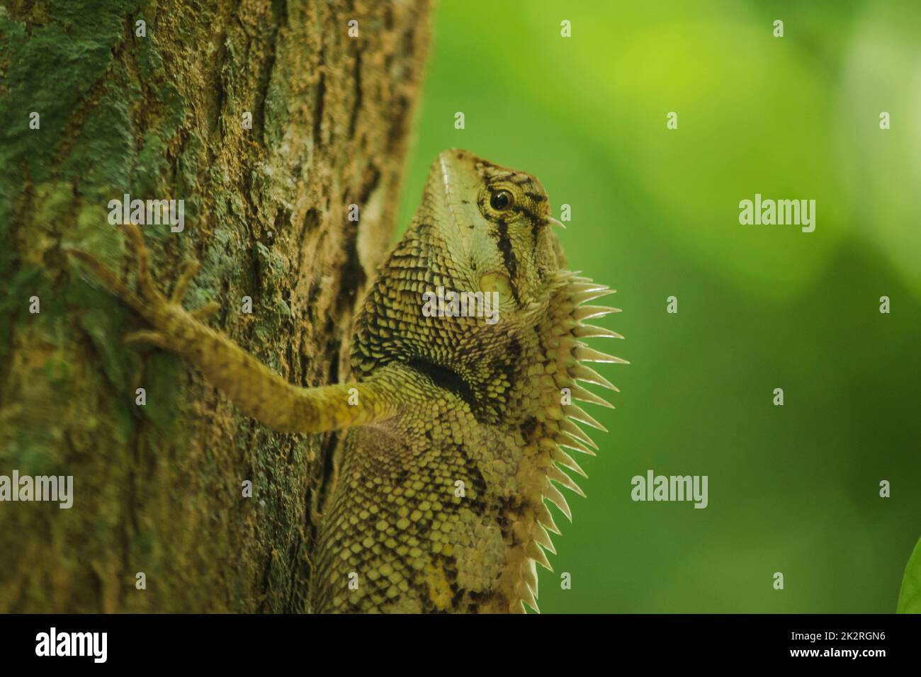 Yellow lizards on trees are colorful in harmony with nature Stock Photo ...