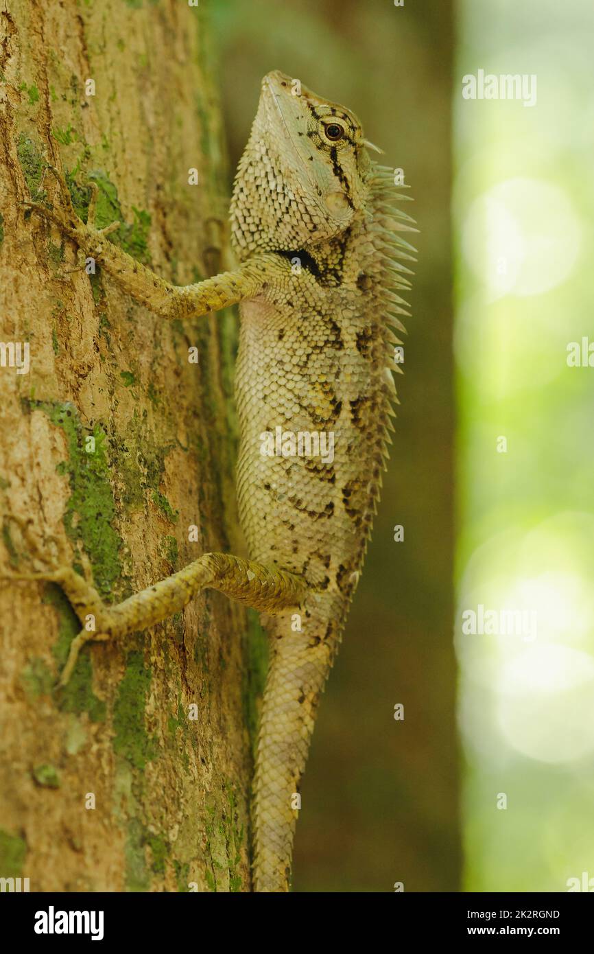 Yellow lizards on trees are colorful in harmony with nature Stock Photo ...