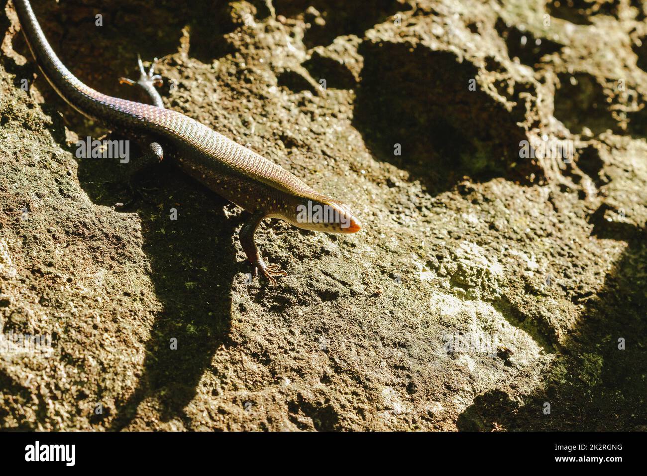 Common garden skink hi-res stock photography and images - Alamy