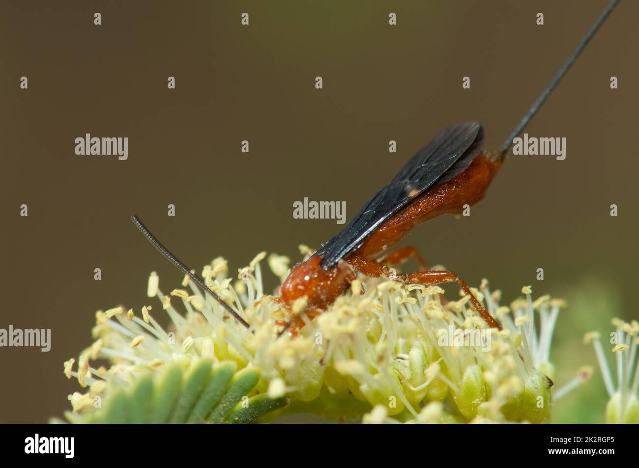 Wasp feeding on a flower of gum acacia Stock Photo - Alamy