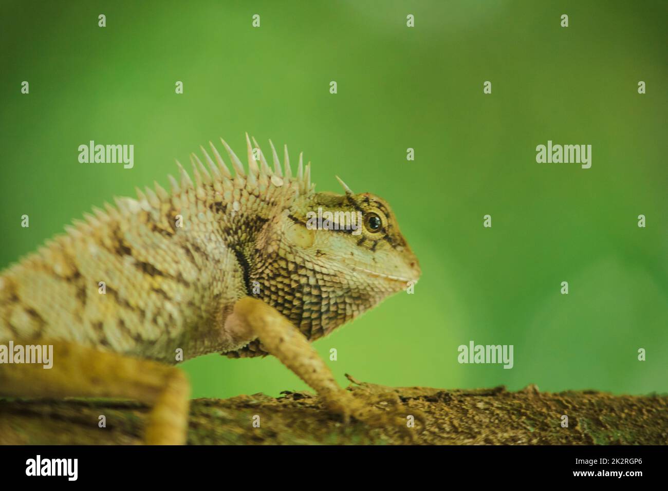 Yellow lizards on trees are colorful in harmony with nature Stock Photo ...