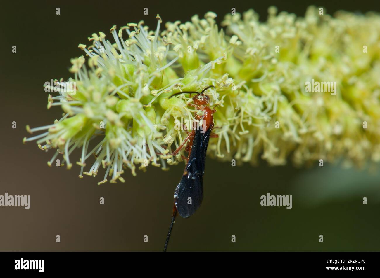 Wasp feeding on a flower of gum acacia Stock Photo - Alamy