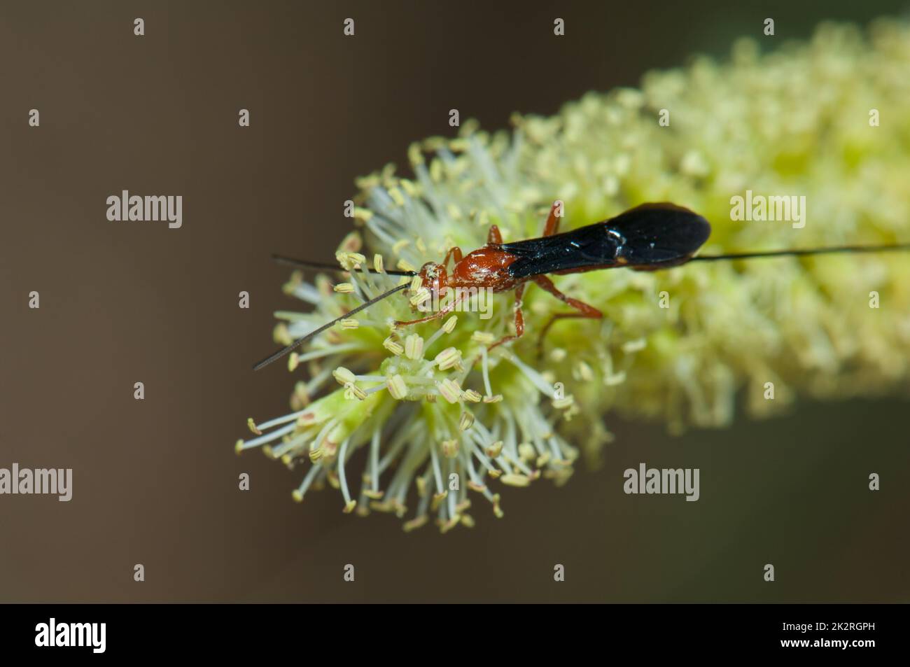 Wasp feeding on a flower of gum acacia Stock Photo - Alamy
