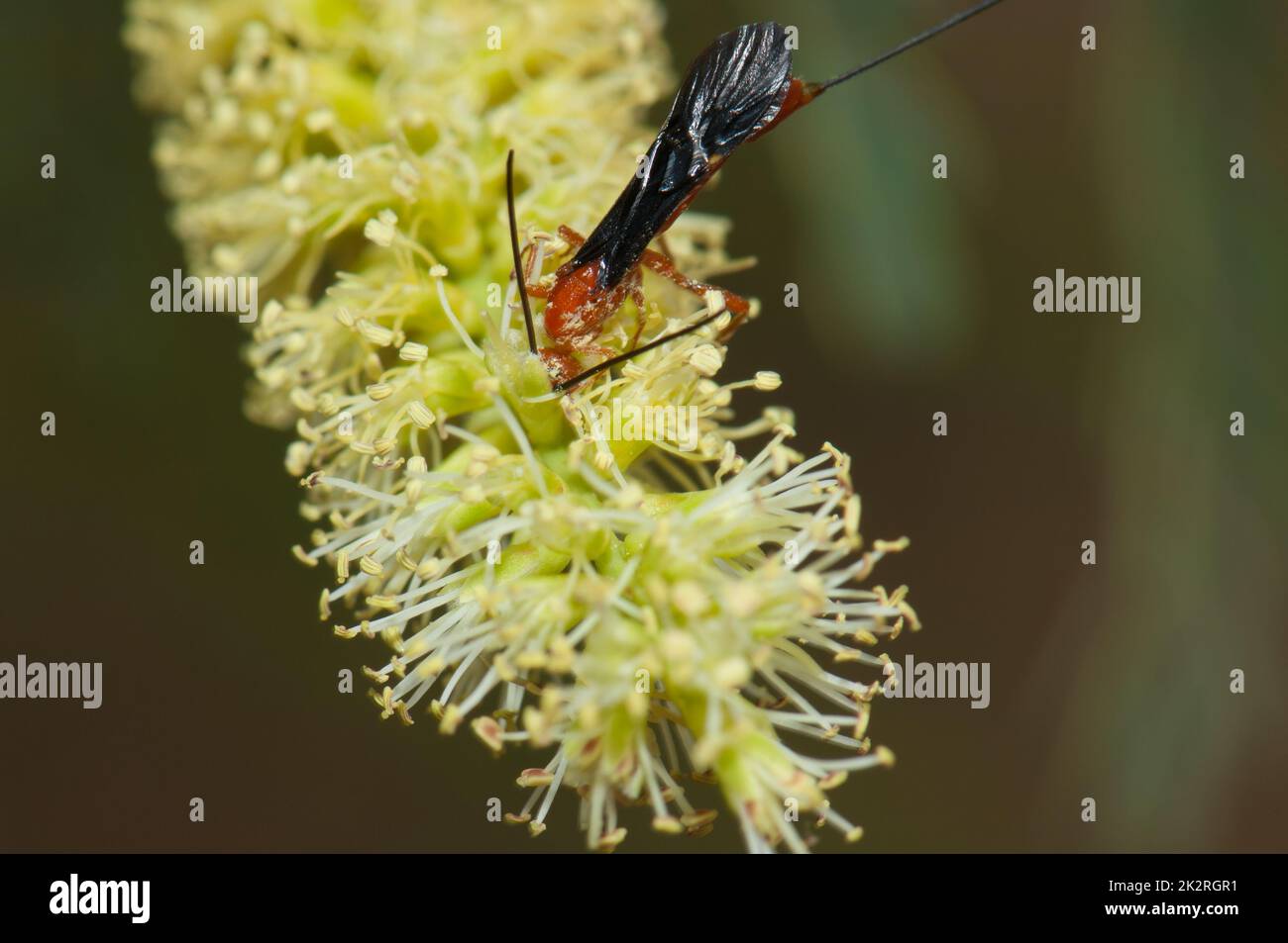 Wasp feeding on a flower of gum acacia Stock Photo - Alamy