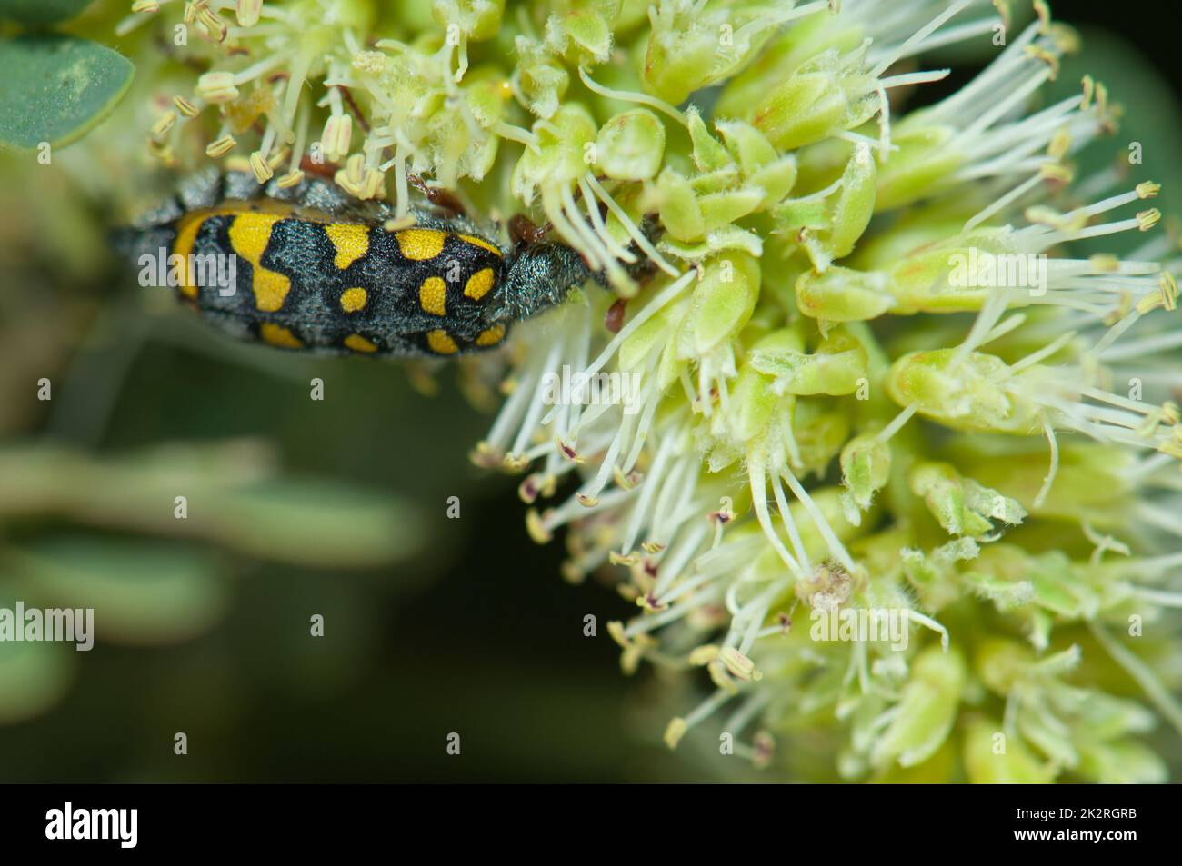 Acacia beetle hi-res stock photography and images - Alamy