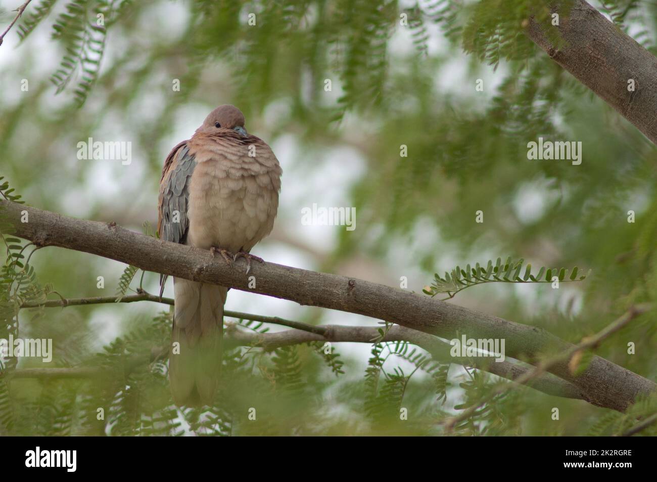 Laughing dove Spilopelia senegalensis resting on a branch Stock Photo ...