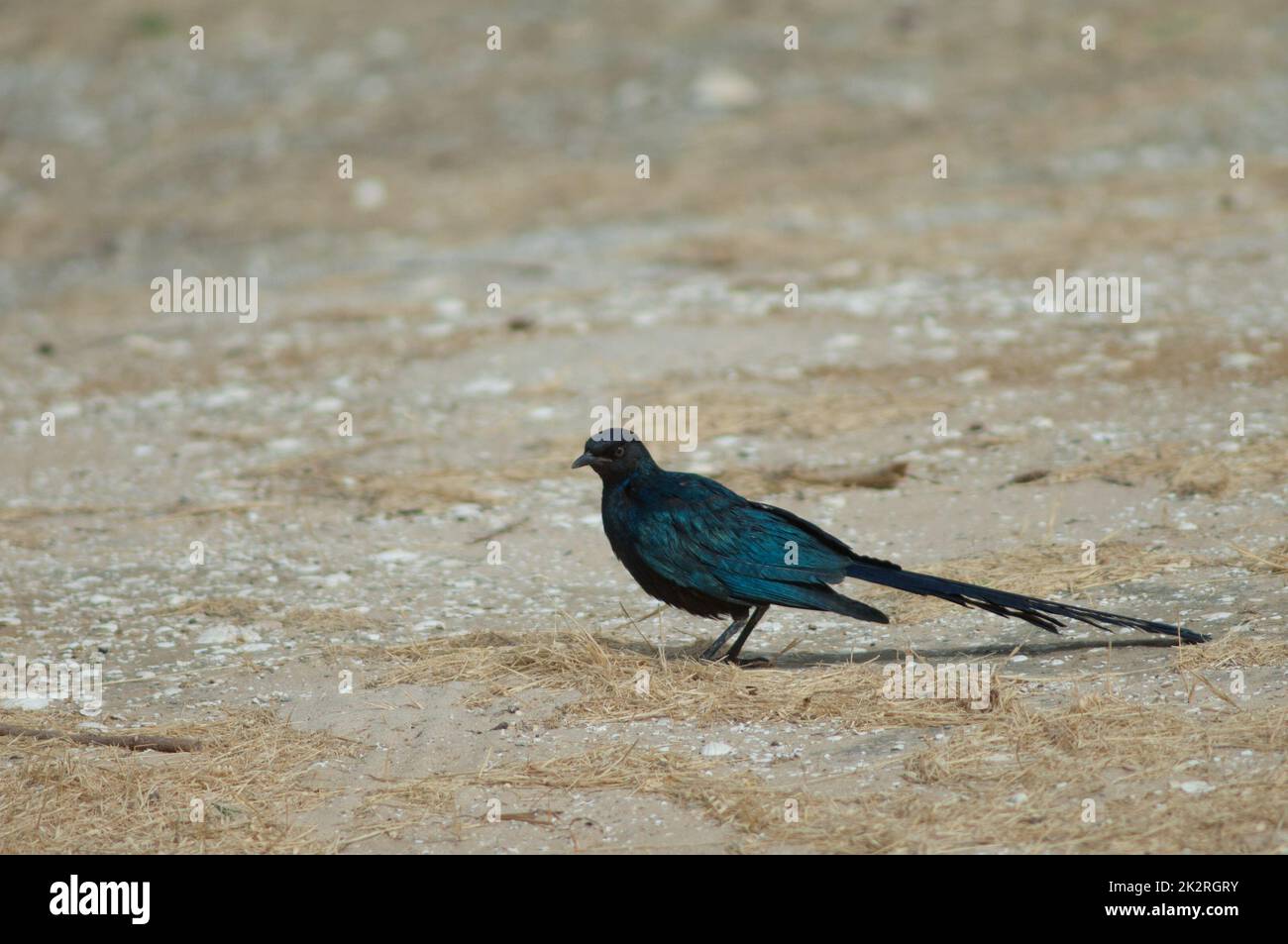 Starling colours hi-res stock photography and images - Alamy
