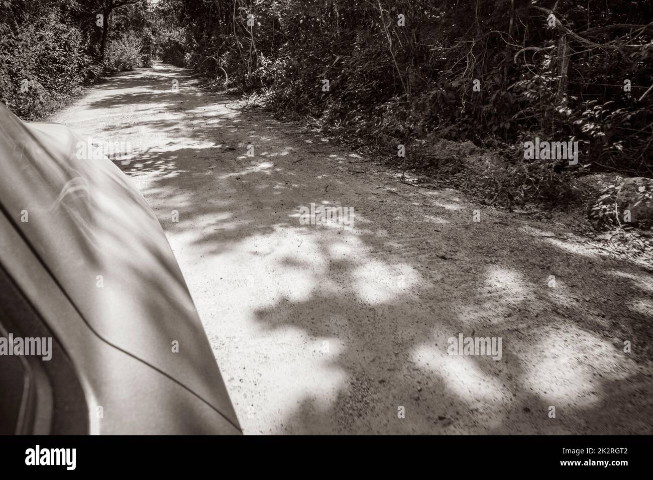 Driving on gravel path road in Tulum jungle nature Mexico Stock Photo ...