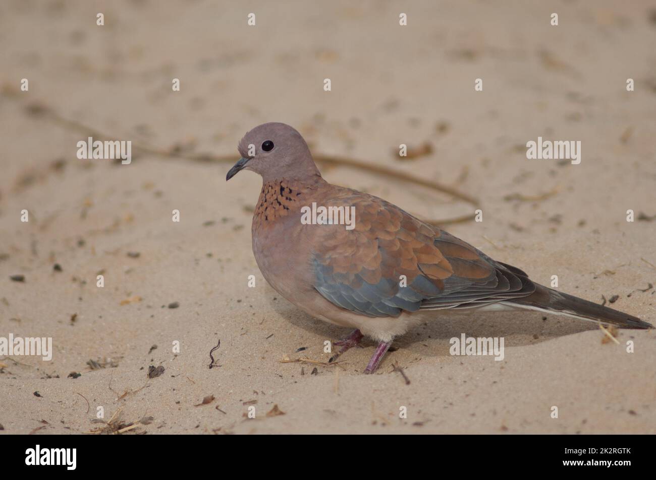 Laughing dove Spilopelia senegalensis on the sand Stock Photo - Alamy
