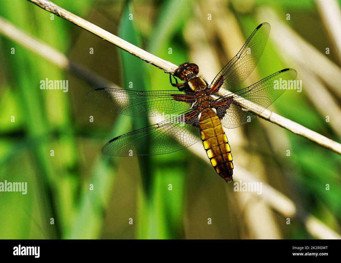 Dragonfly flat-bellied - Libellula depressa, Broad-bodied Chaser ...