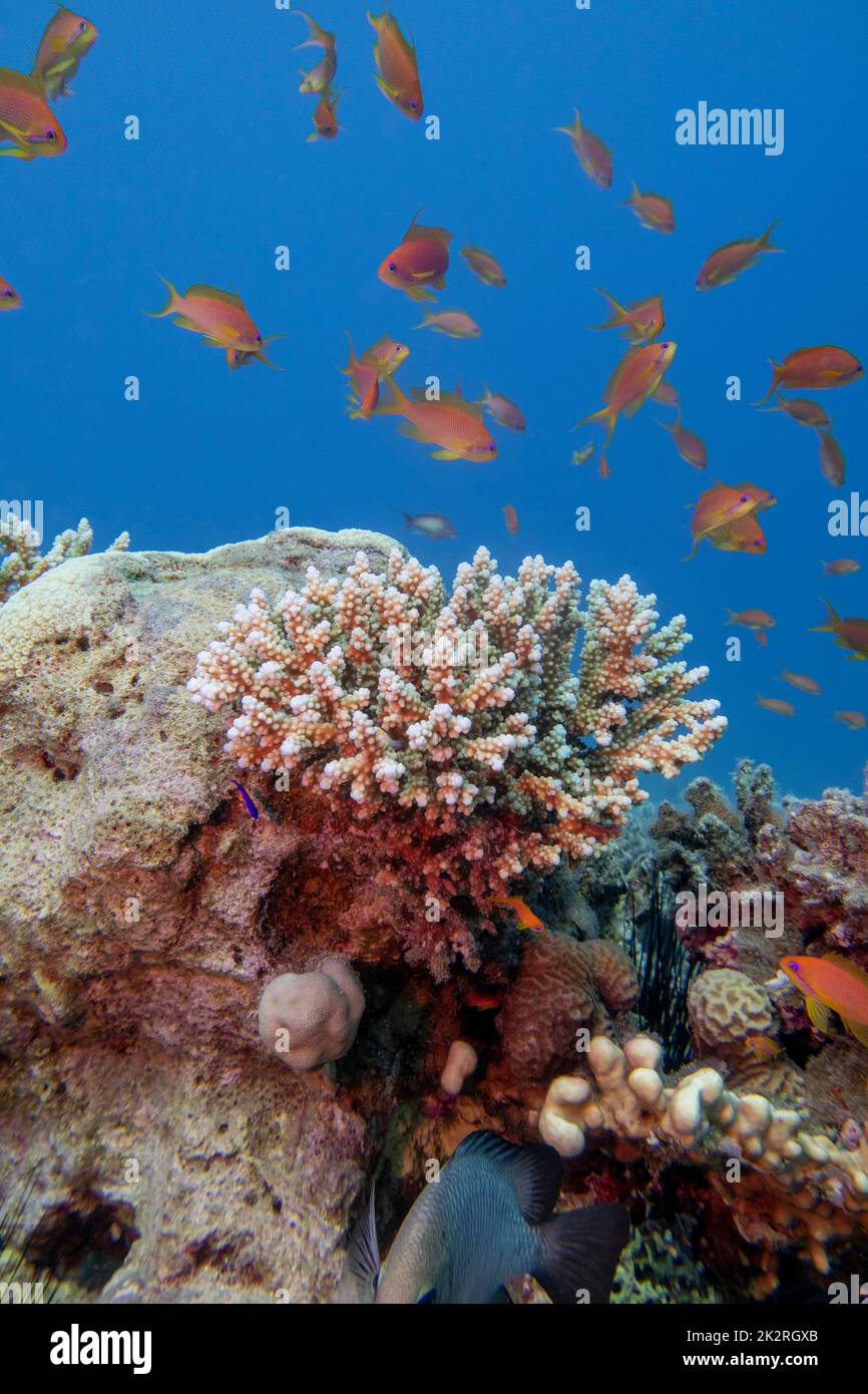 Colorful, picturesque coral reef at bottom of tropical sea, hard corals ...