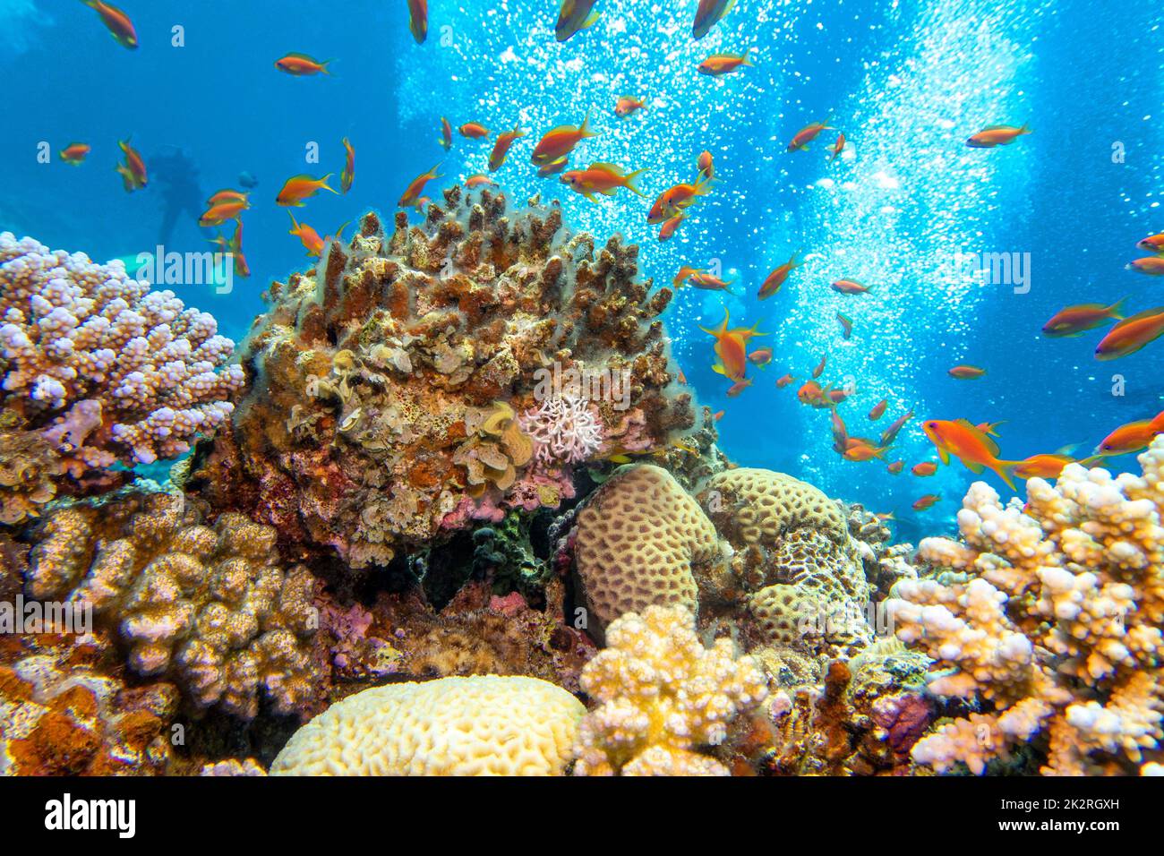Colorful, picturesque coral reef at the bottom of tropical sea, hard ...