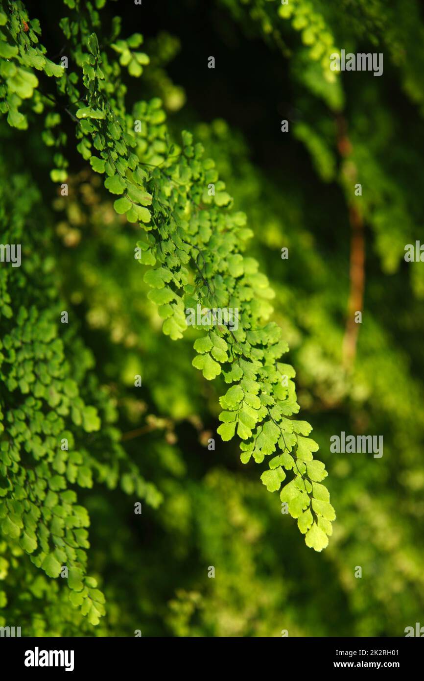 Fresh green fern leaves of Maidenhair fern - Adiantum capillus-veneris ...