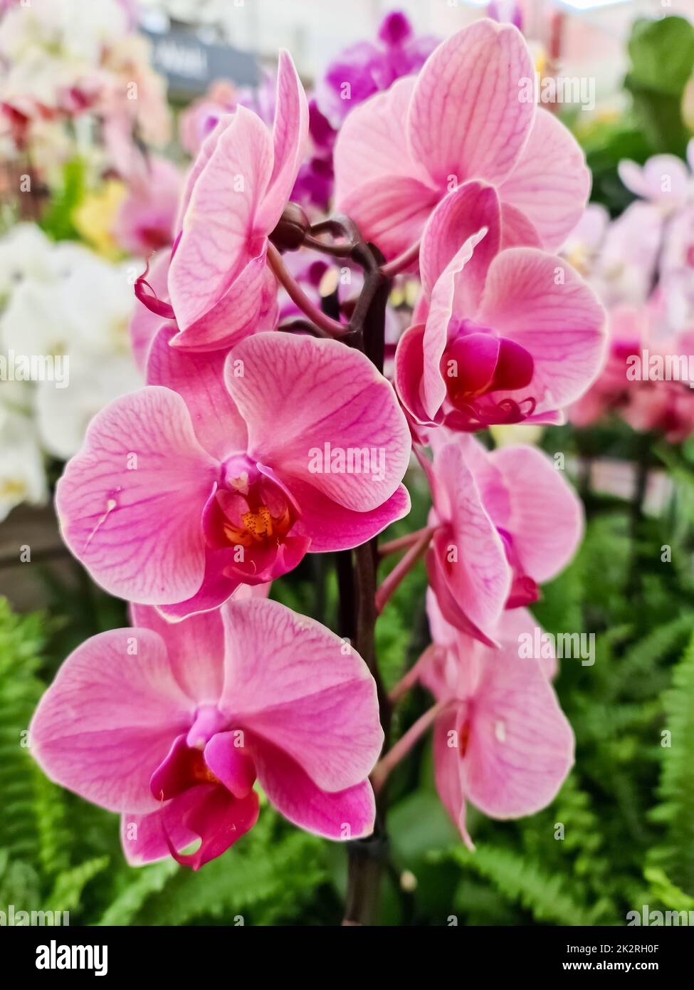 Beautiful pink orchid flowers close up Stock Photo - Alamy