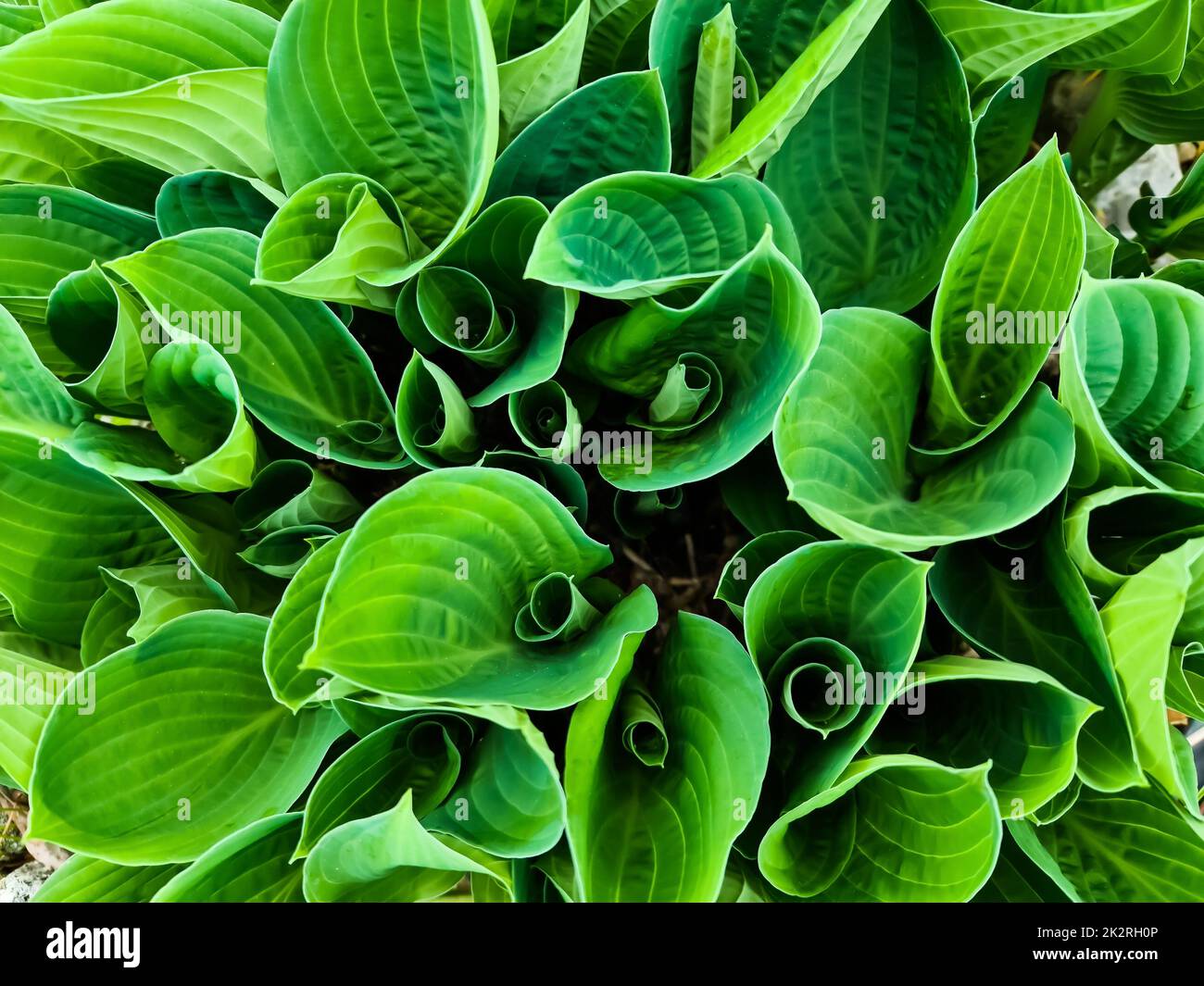 Rolled-in leaves of a funk plant taken from above - botanical ...