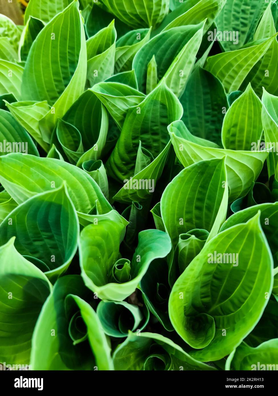 Rolled-in leaves of a funk plant taken from above - botanical ...
