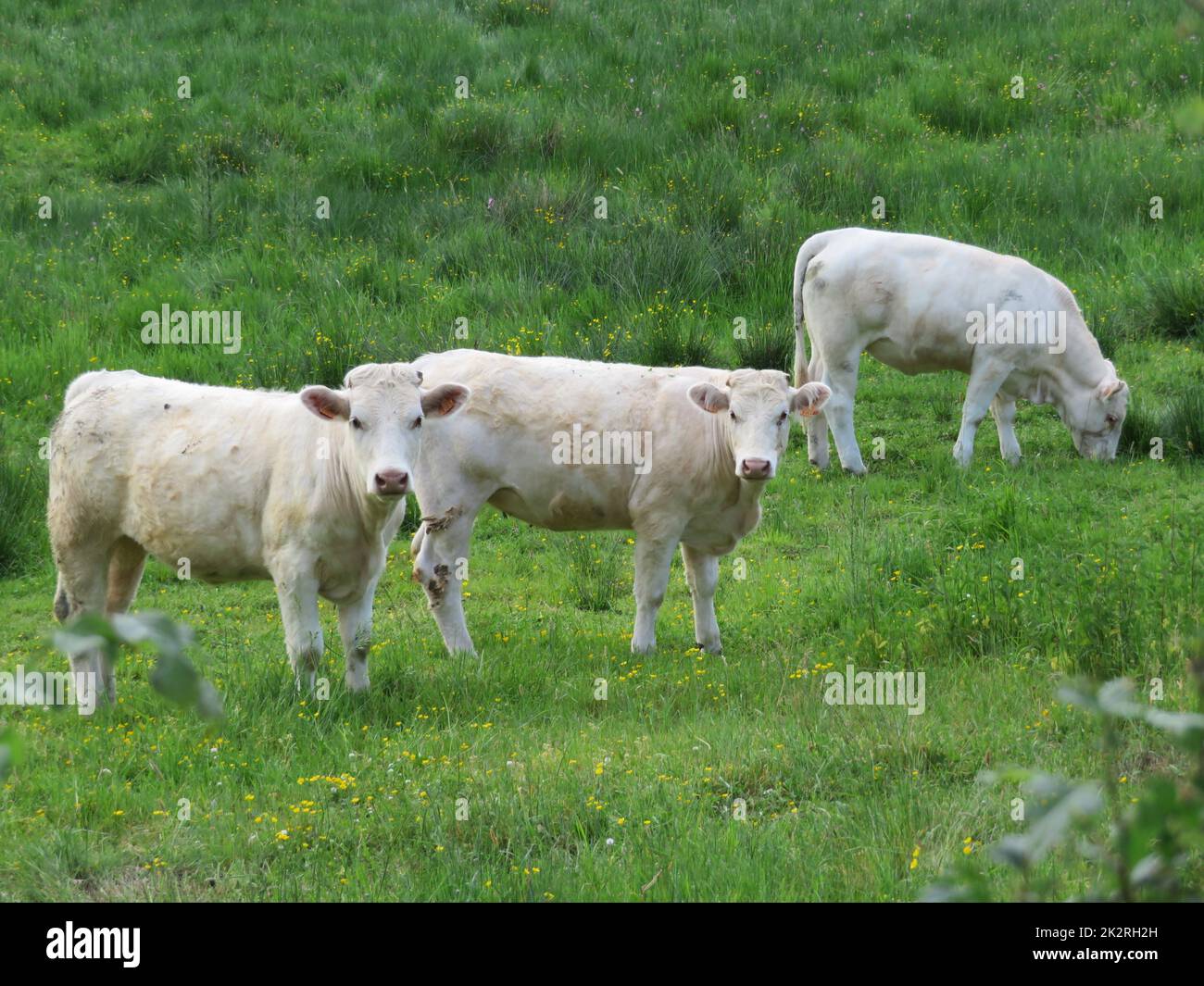 beautiful calves grazing in the meadow quietly happy farm animals Stock ...