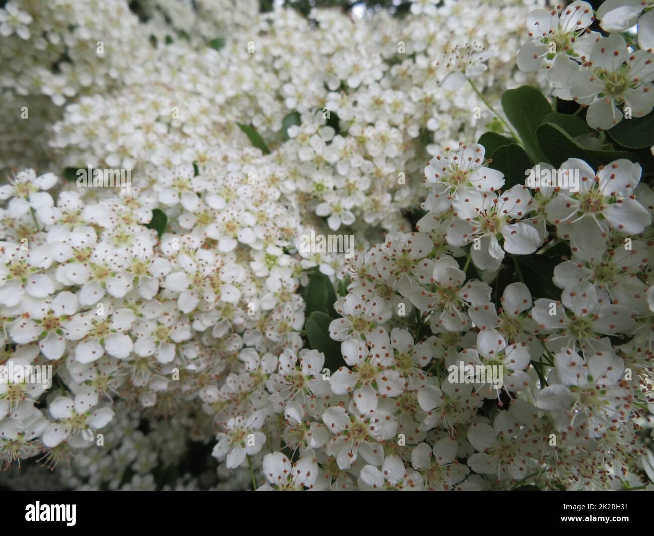 beautiful plant with small white flowers natural spring Stock Photo - Alamy