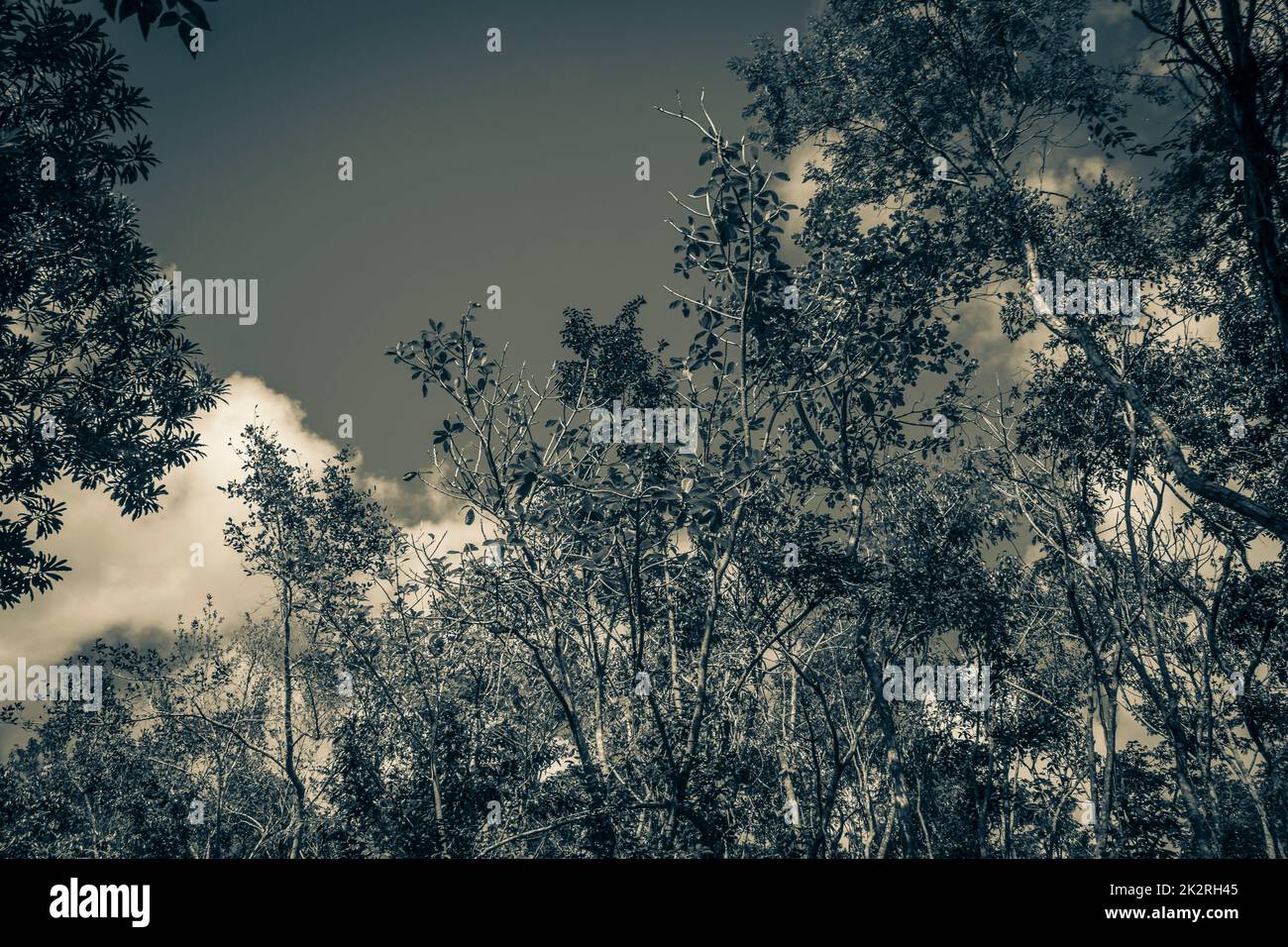 Tropical plants at natural jungle forest Playa del Carmen Mexico Stock ...