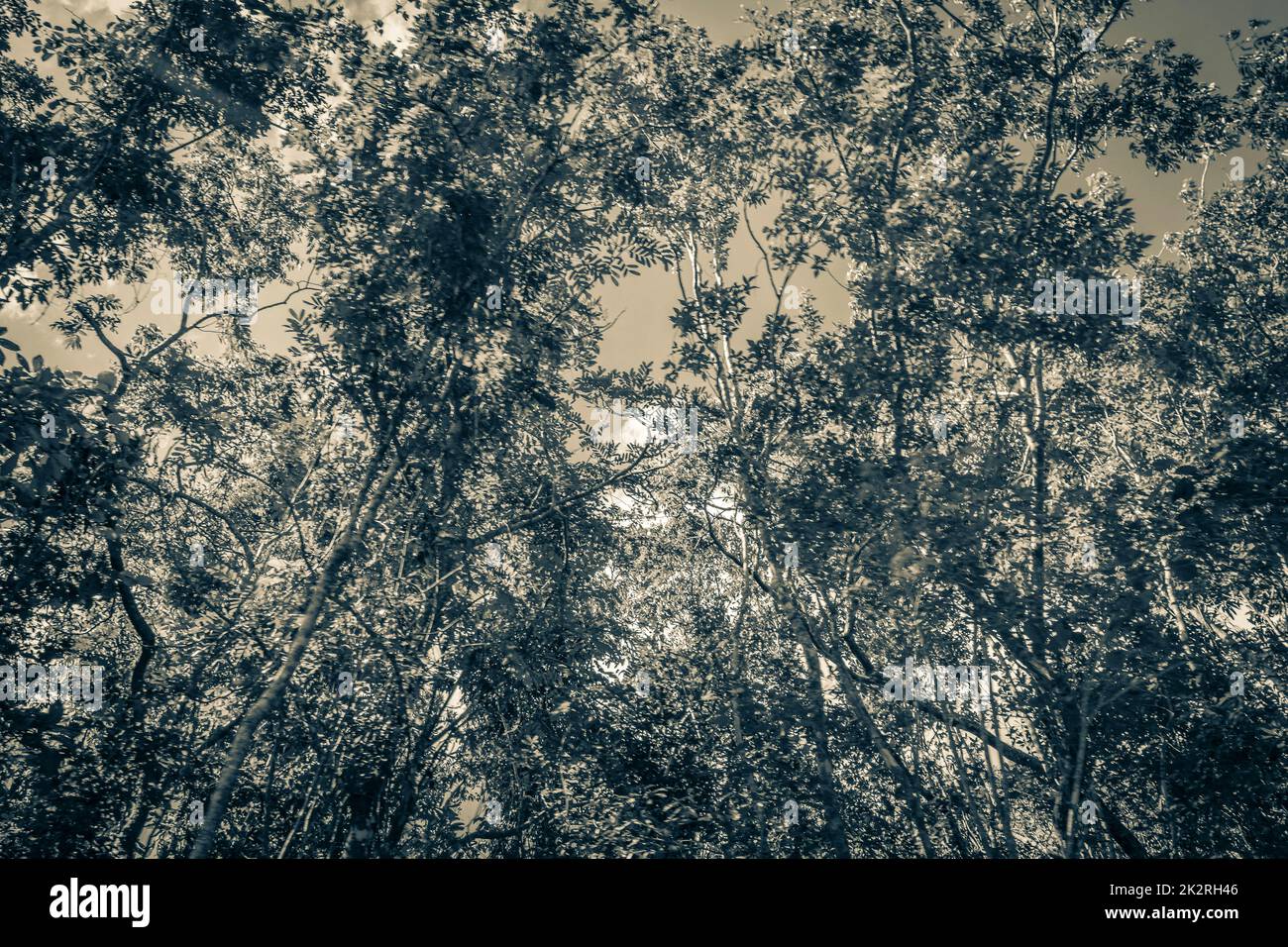 Tropical plants at natural jungle forest Playa del Carmen Mexico Stock ...