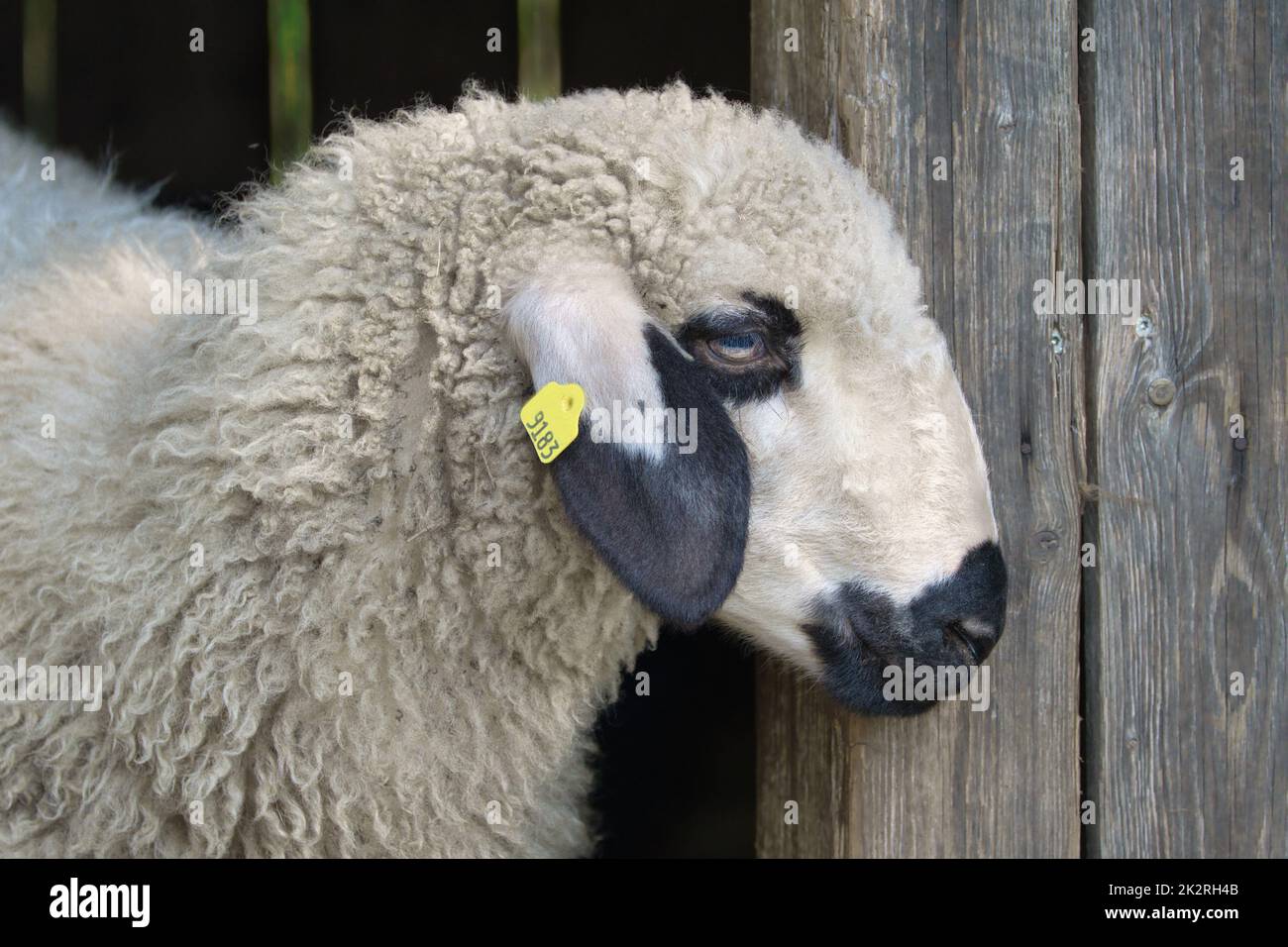 Portrait of a cute white sheep with black markings, looking out of the ...