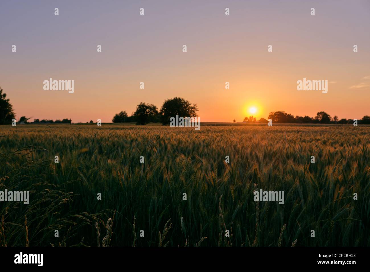 Late spring sunset with cereal field in foreground Stock Photo - Alamy