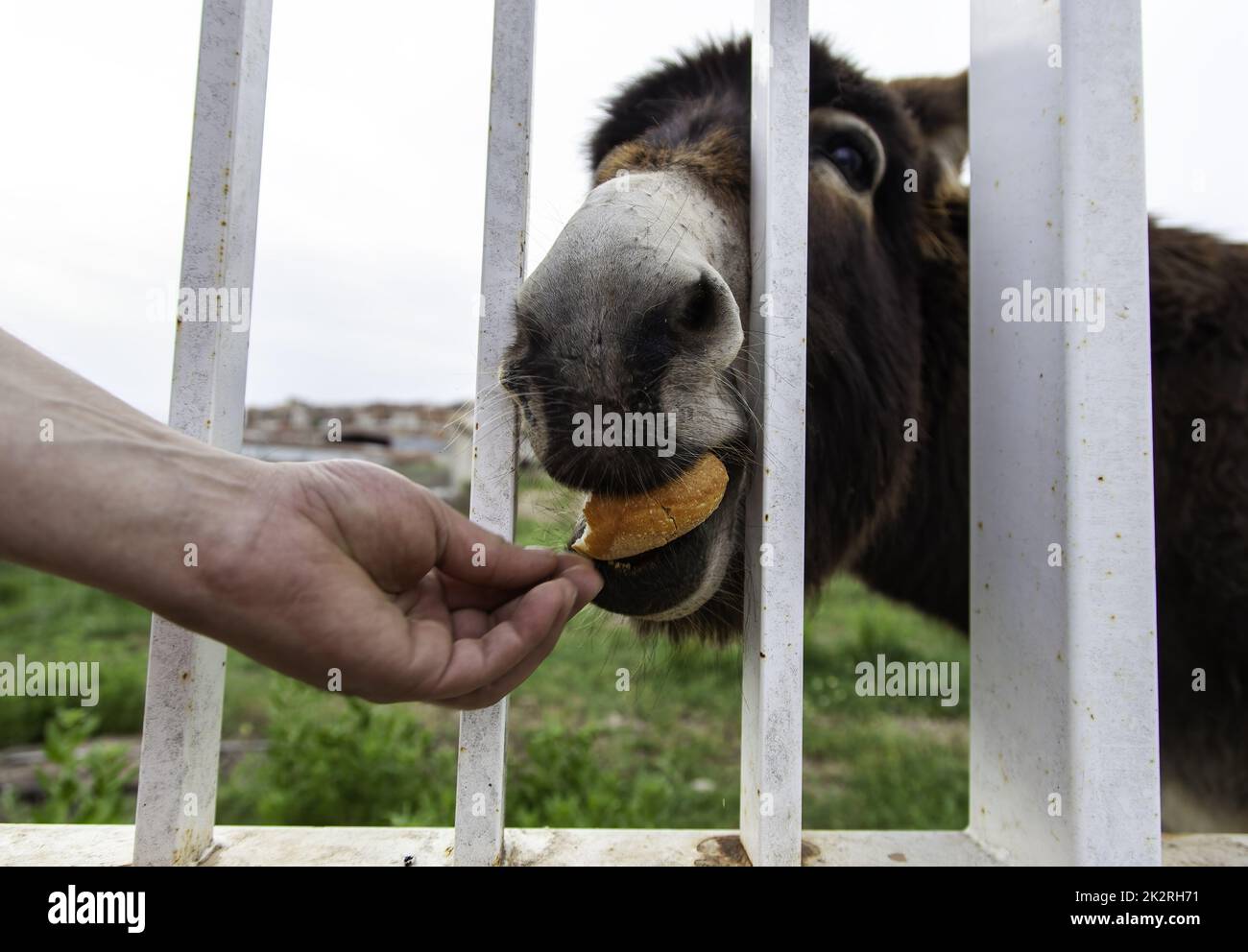 Donkey eating bread Stock Photo - Alamy