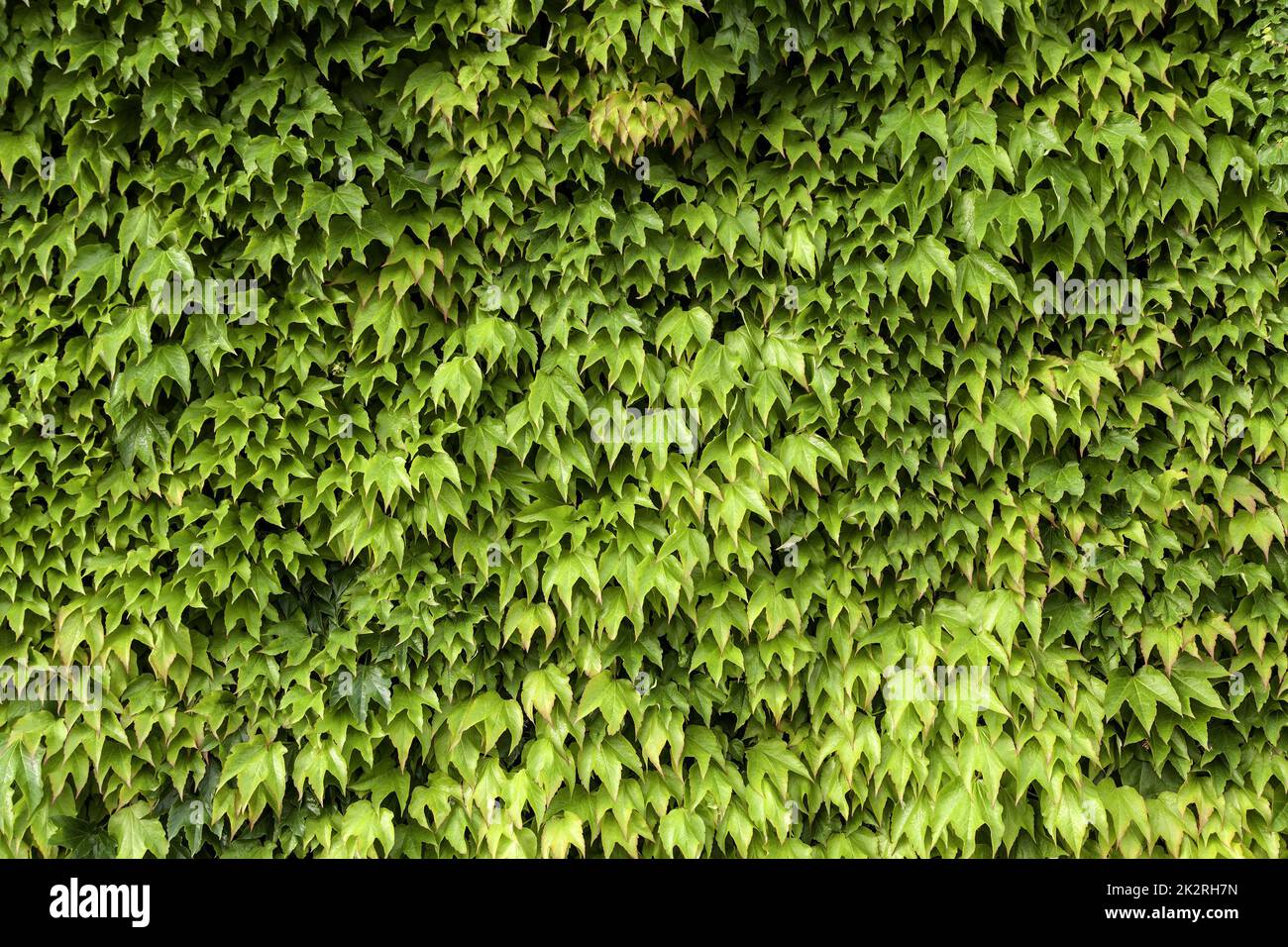 Seamless ivy hi-res stock photography and images - Alamy