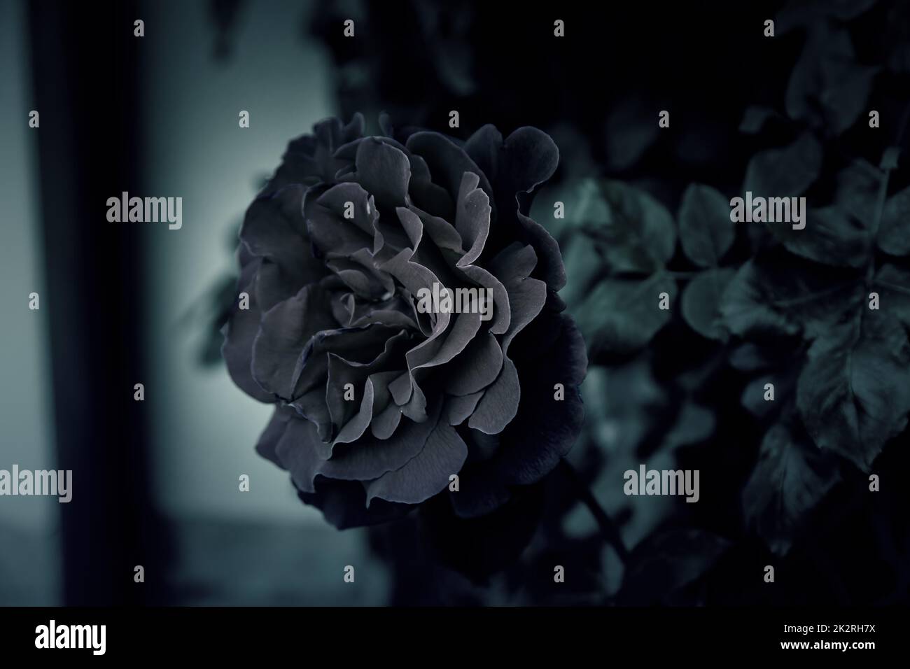 Rest in peace flowers hi-res stock photography and images - Alamy