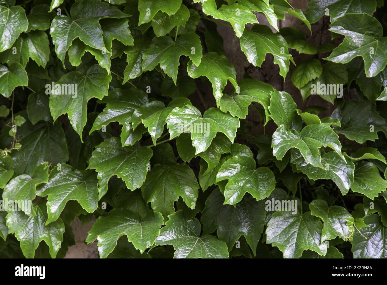 Green ivy wall Stock Photo - Alamy