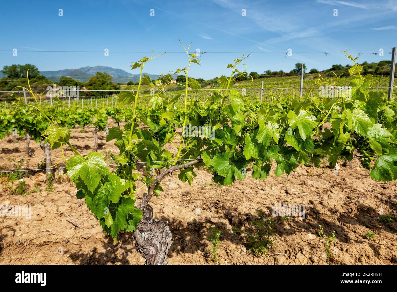 Young sprouts with bunches of grapes on the branches of the vine in ...
