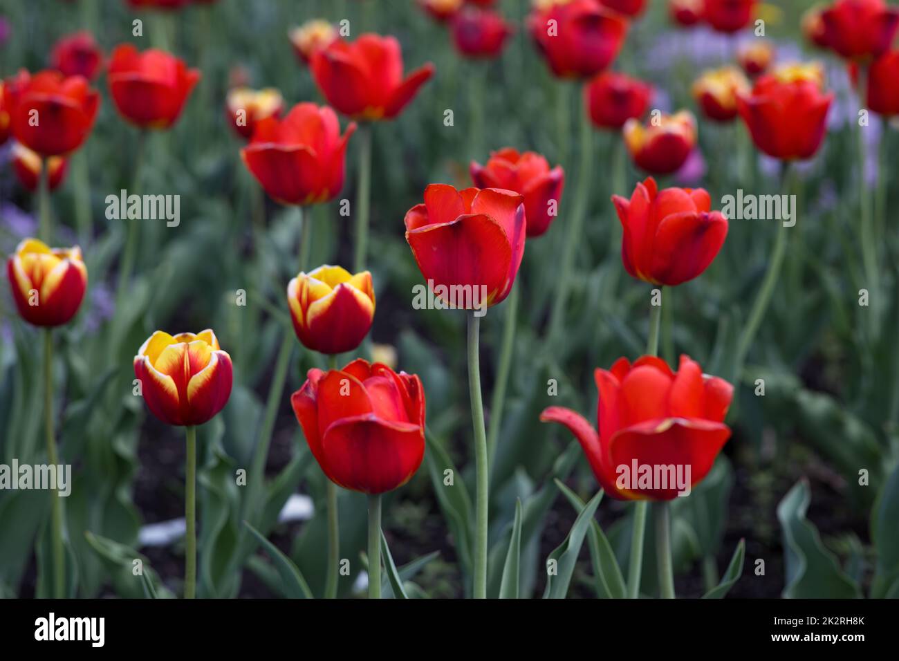 red tulips spring flowers floral garden beautiful nature colors Stock ...