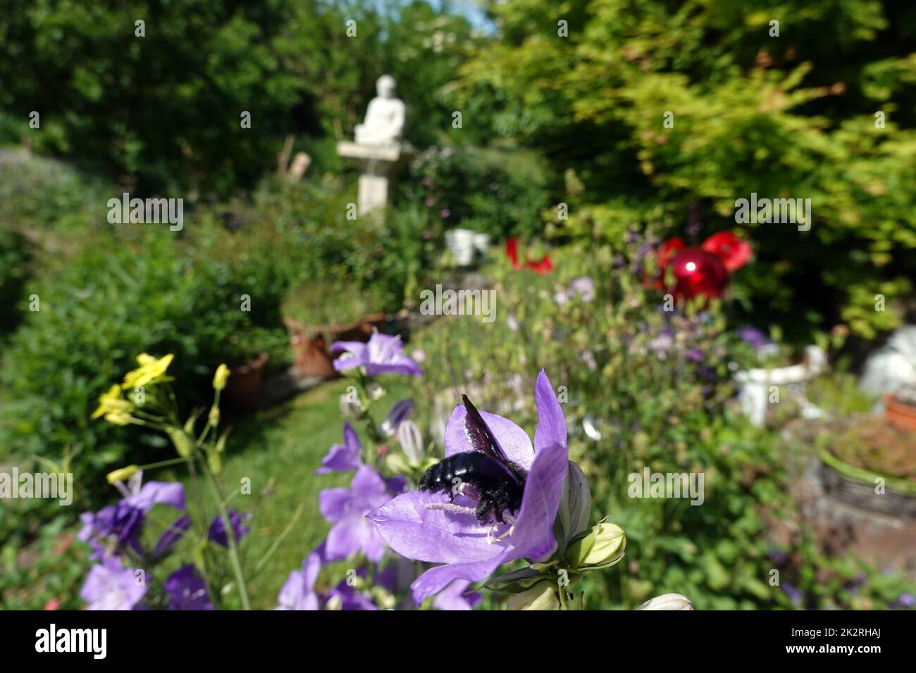 Campanula im garten hi-res stock photography and images - Alamy