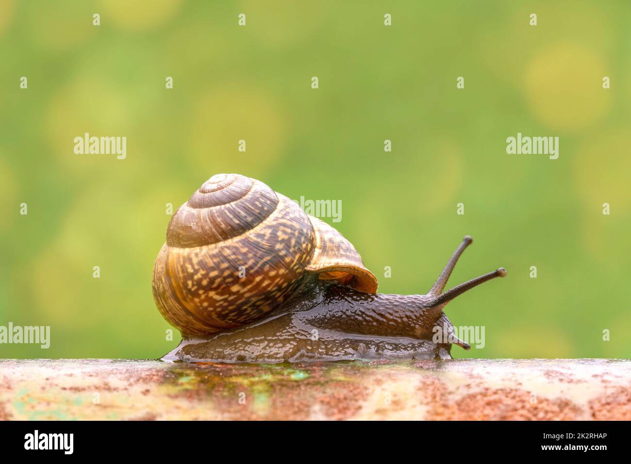 Little snail crawling on the metal pole Stock Photo - Alamy