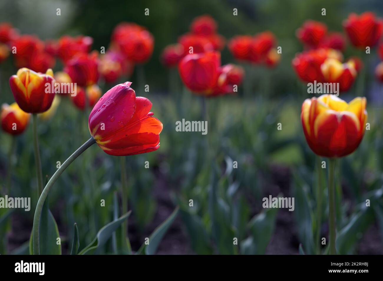 Vibrant colors hi-res stock photography and images - Alamy