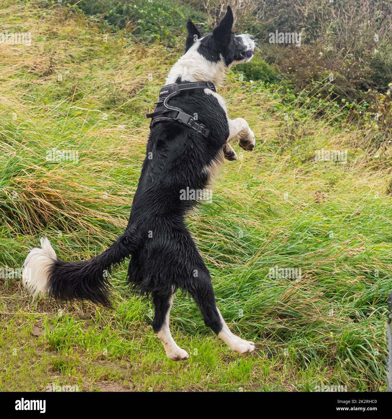 border collie catching and retrieving ball at saltburn, north yorkshire ...
