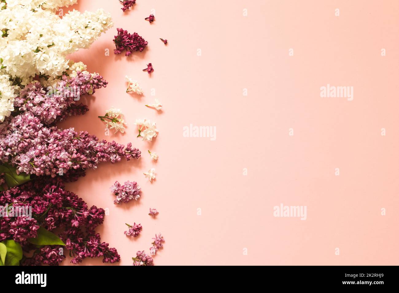 Spring Lilac flowers on pink background decorative border copy space ...