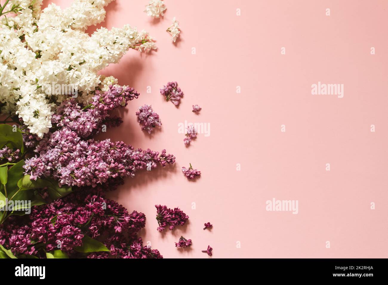 Spring Lilac flowers on pink background decorative border copy space ...