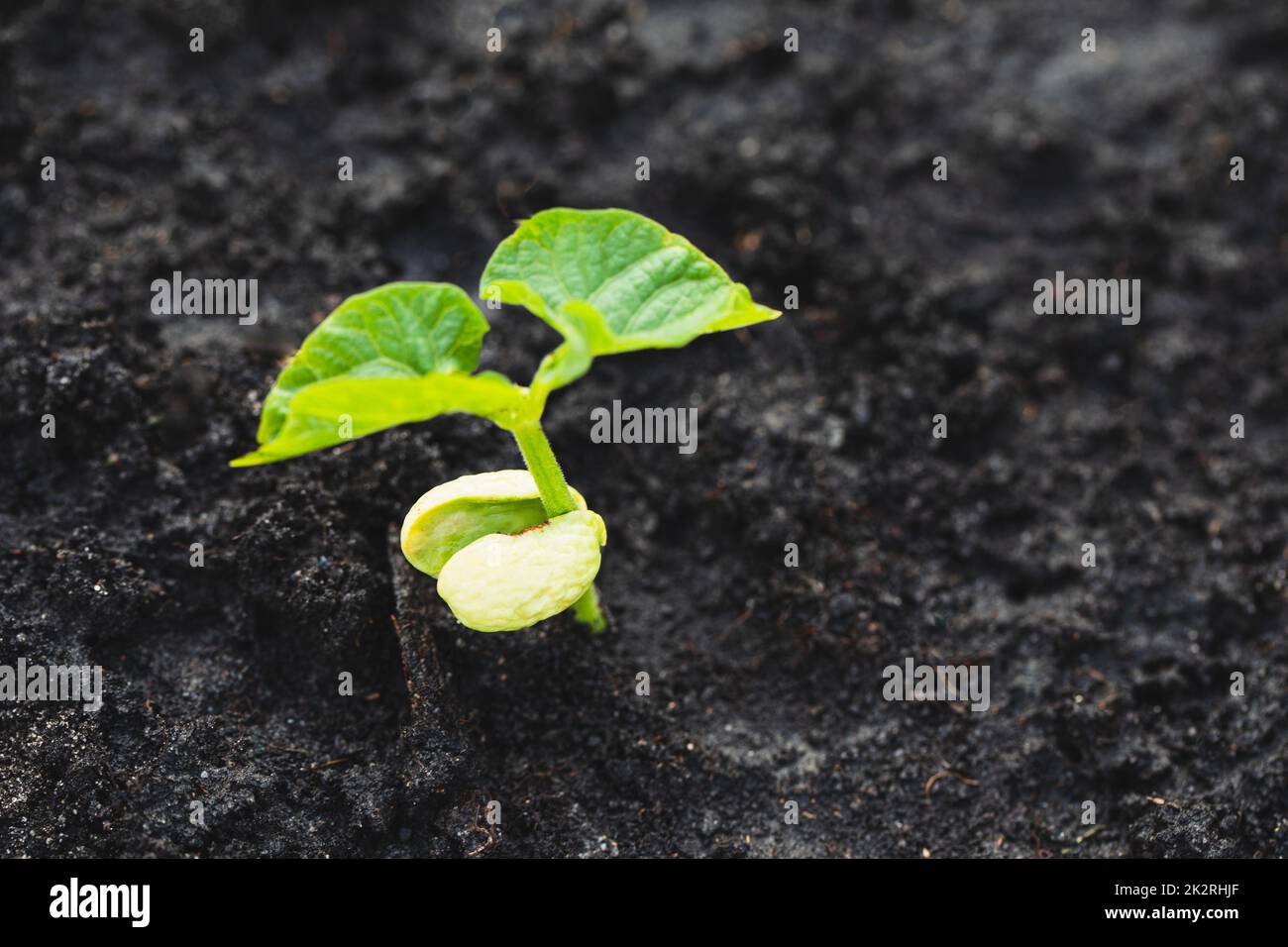 The seedlings grow from fertile soil and the morning sun shines ...