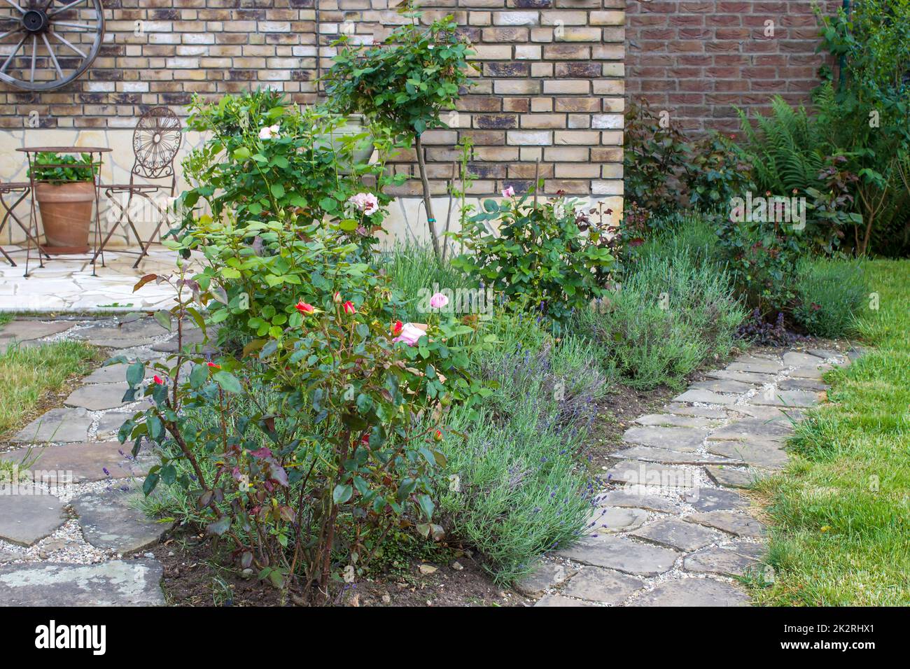 flowerbed in the garden - roses and lavender flowers Stock Photo - Alamy