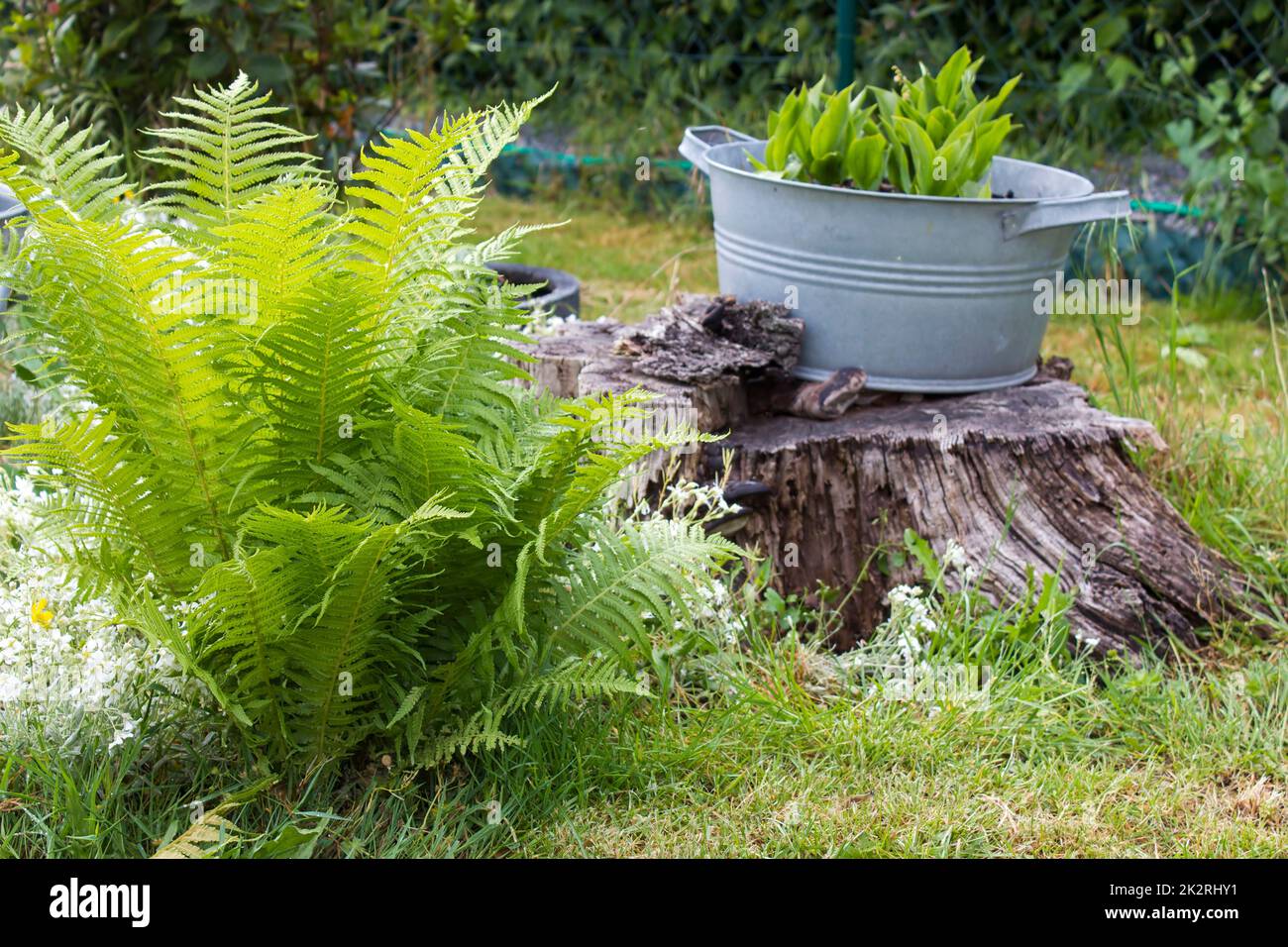 rustic garden - fern and plants in tin tub Stock Photo - Alamy