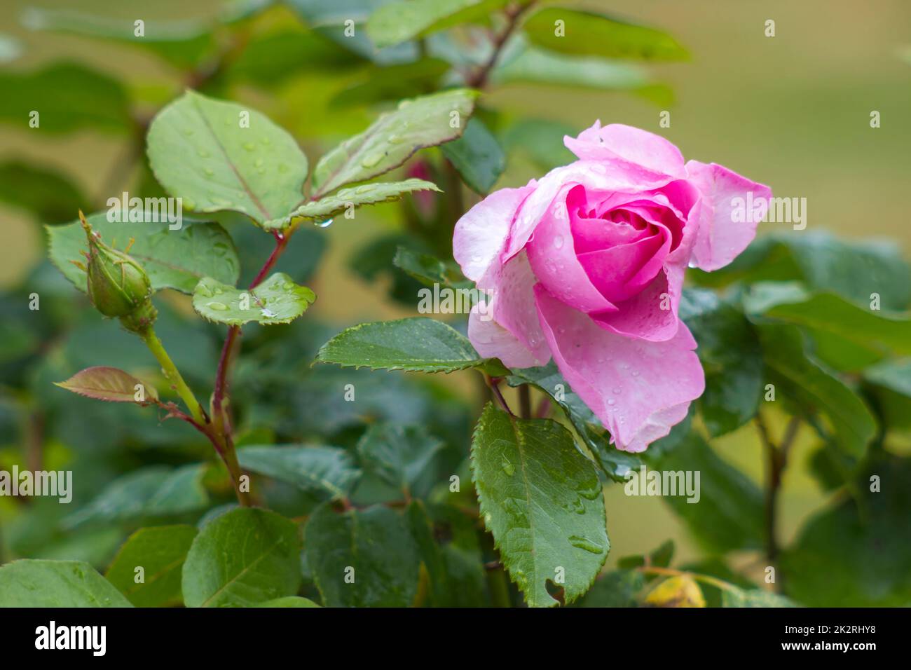 Pink rose garden hi-res stock photography and images - Alamy
