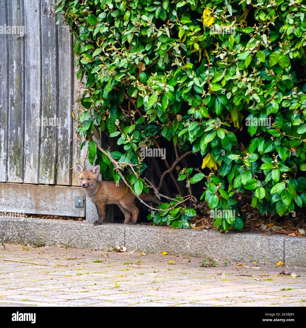 Wild red foxes (Vulpes vulpes) in London, United Kingdom Stock Photo ...