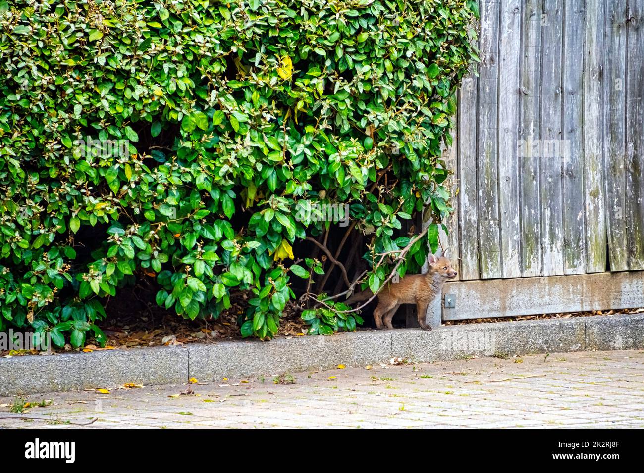 Wild red foxes (Vulpes vulpes) in London, United Kingdom Stock Photo ...