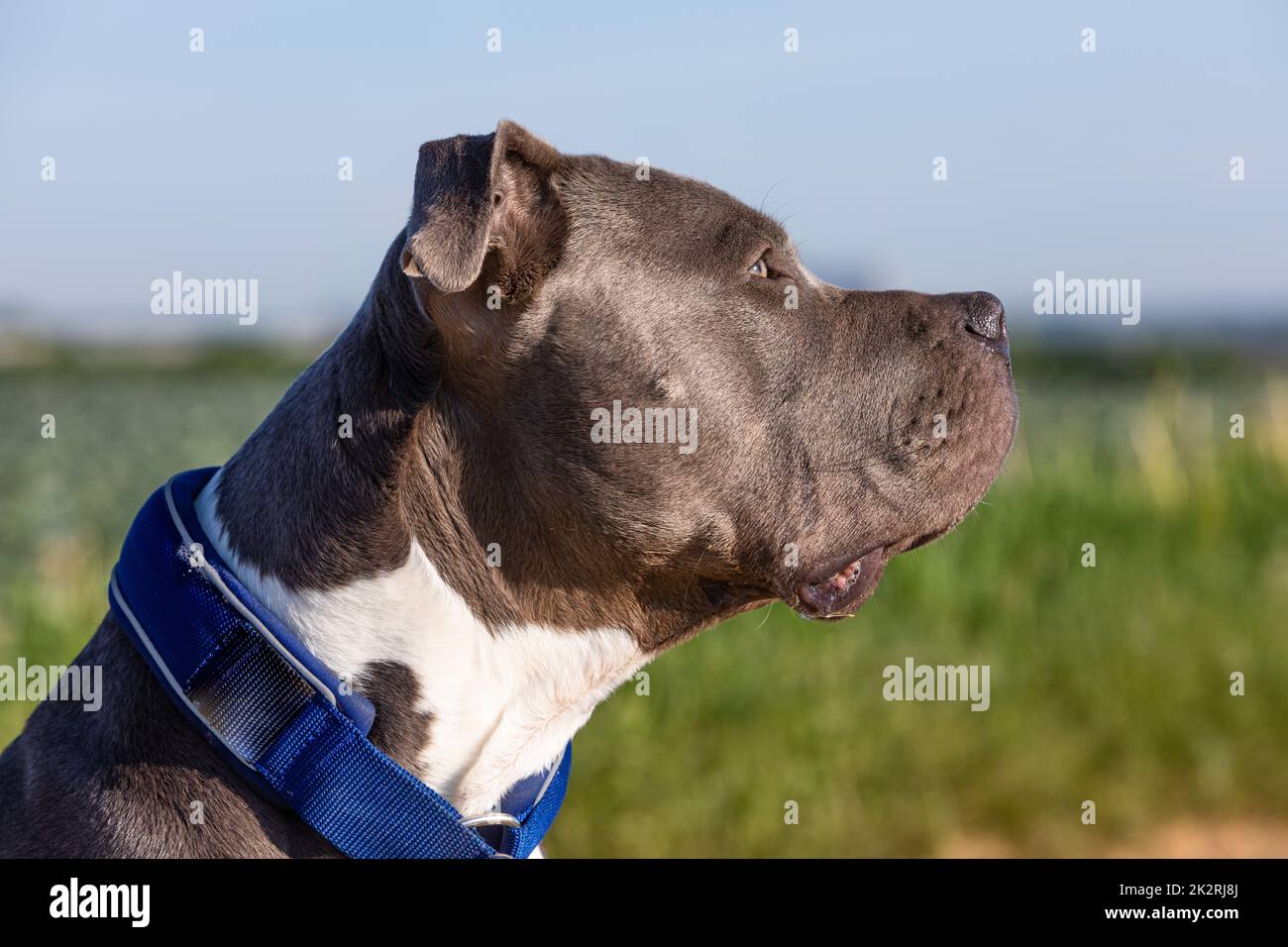 american bully looks to its owner Stock Photo - Alamy